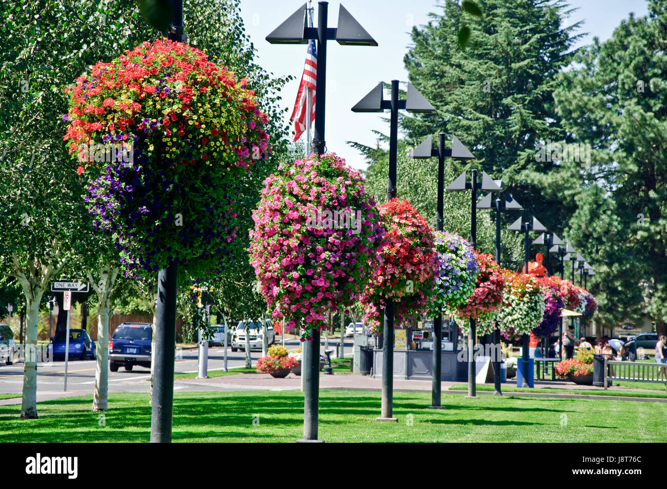 park, flower, flowers, plant, basket, hanging, hang up, blue, humans ...