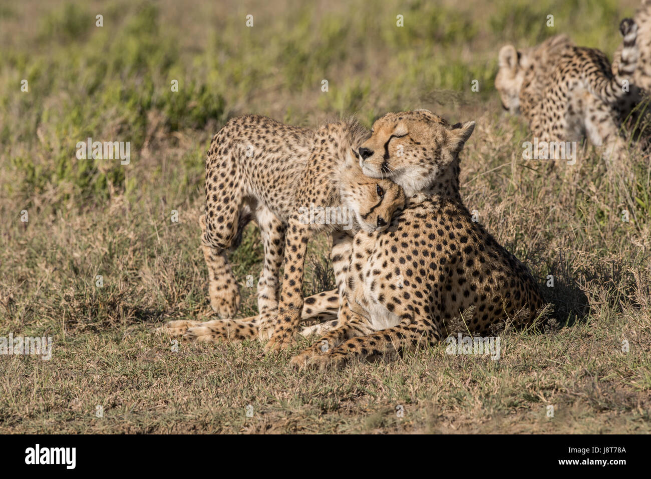 Cheetah mom and cubs, Tanzania Stock Photo - Alamy