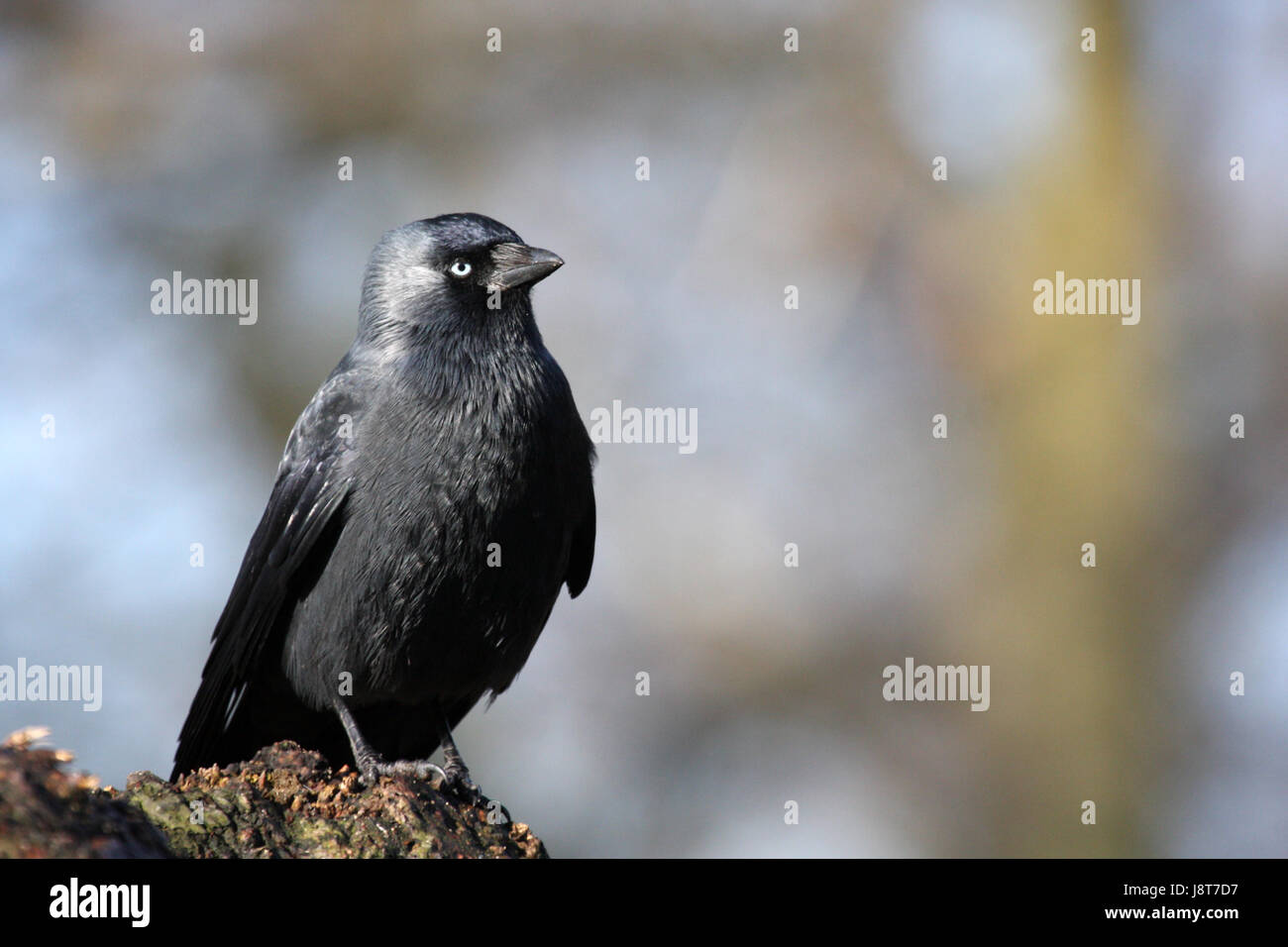 bird, portrait, birds, feathers, feathering, daw, raven, dyer, staint ...