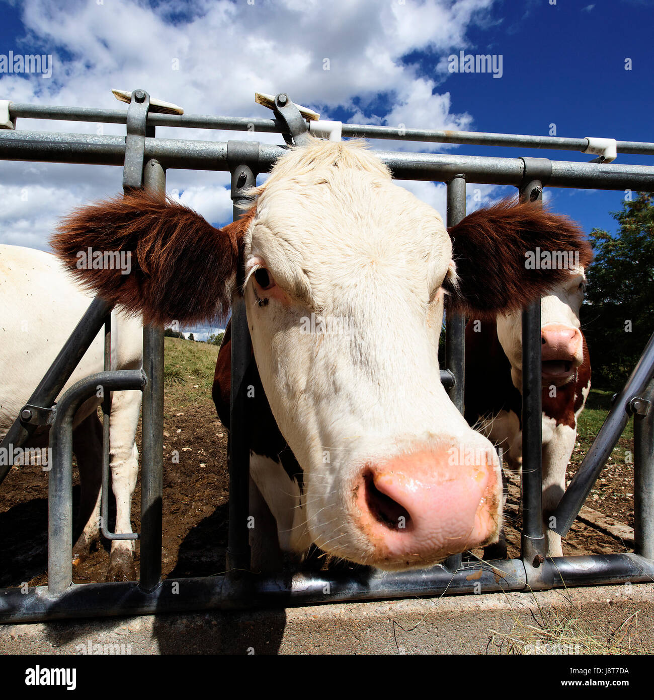 animal, cow, farm, farmland, head, agriculture, farming, france, milk ...