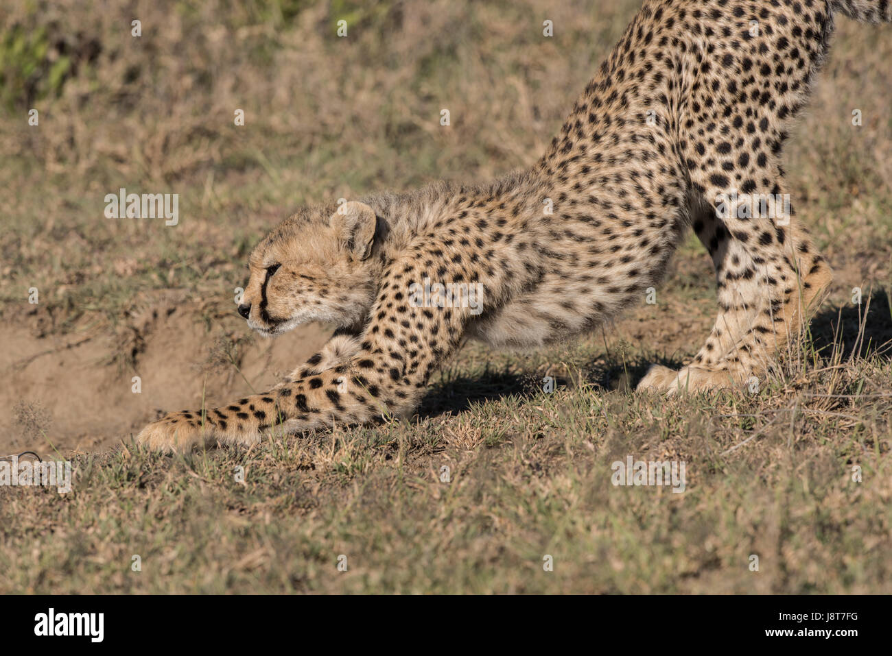 Cheetah Stretching High Resolution Stock Photography and Images - Alamy