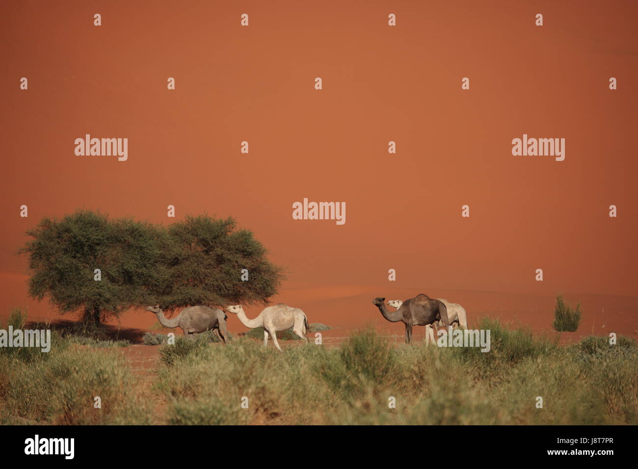 goat, camel, goats, nomad, camels, algeria, blue, desert, wasteland ...