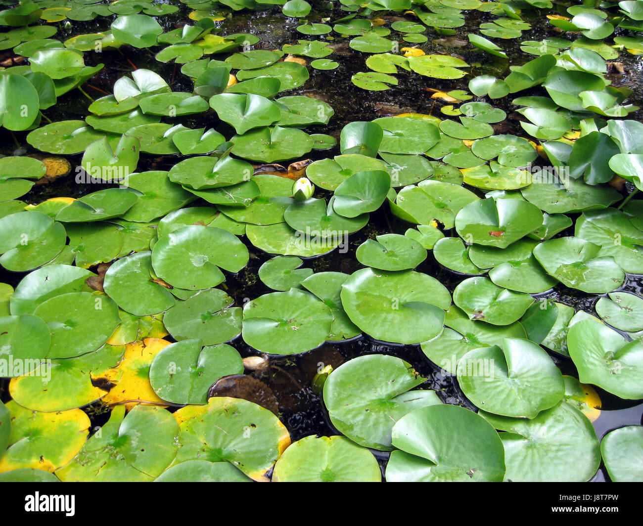 bloom, blossom, flourish, flourishing, leaves, water lily, fresh water ...