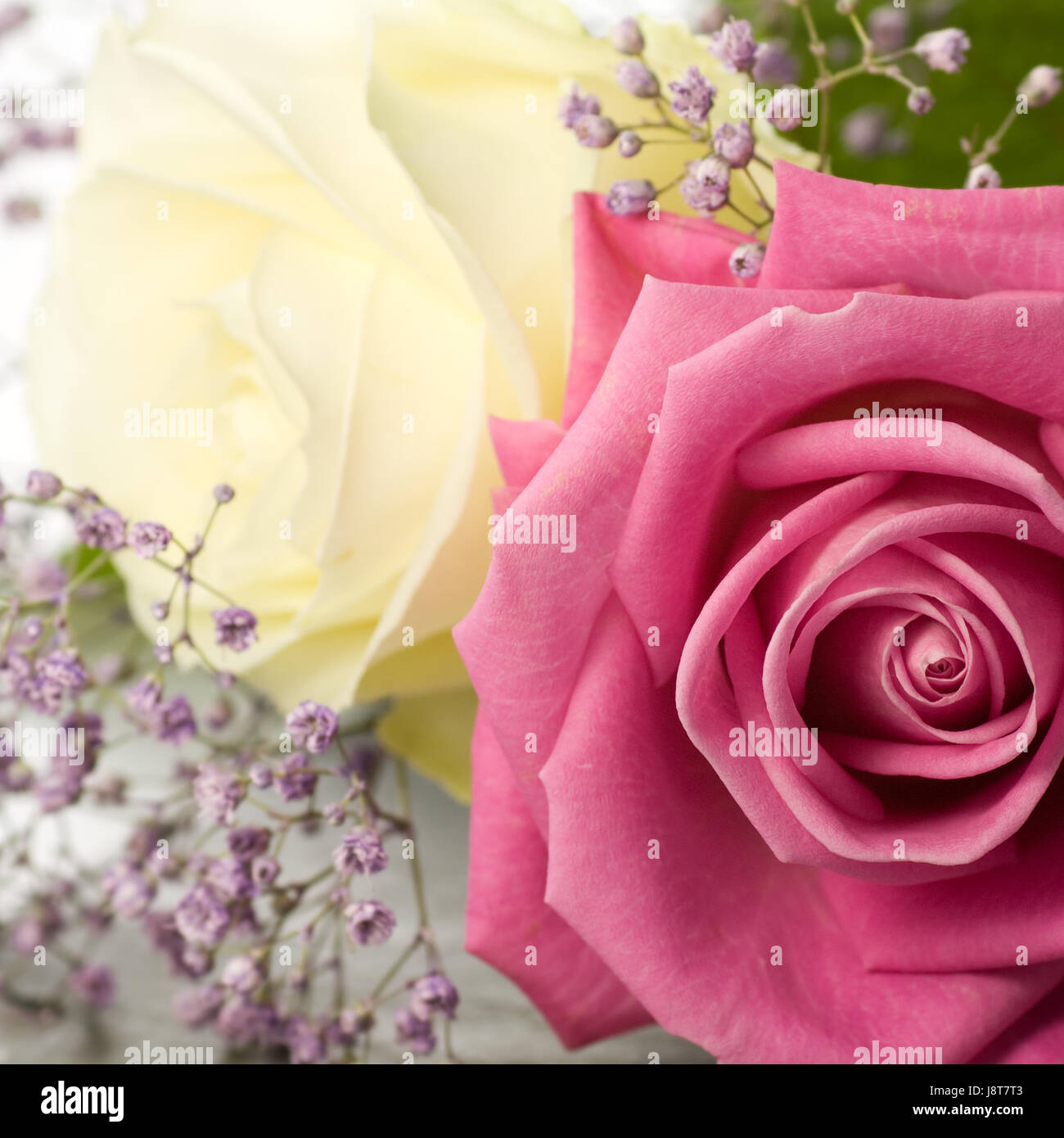 pink and white roses Stock Photo - Alamy