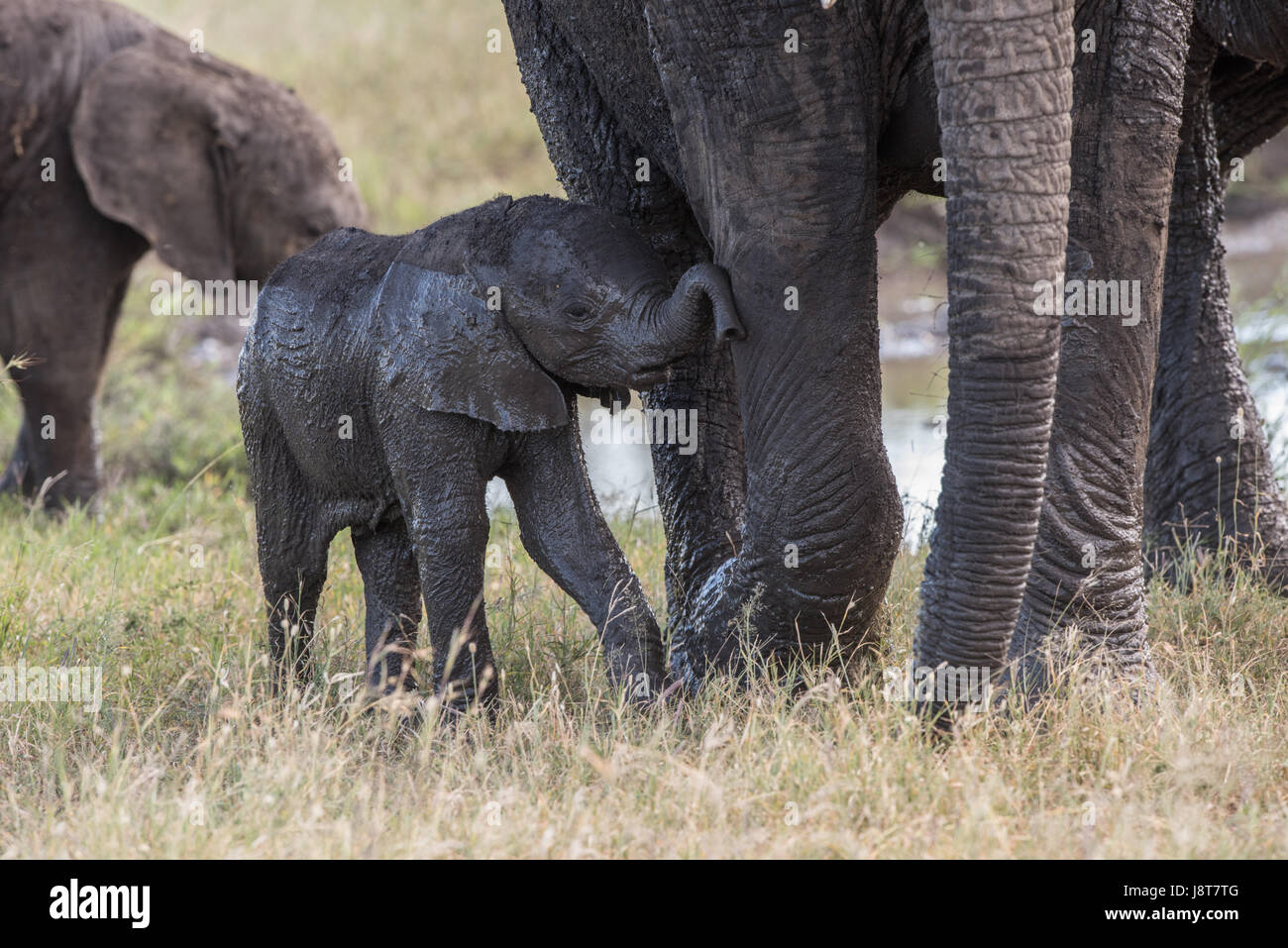 Baby elephant nursing, Tanzania Stock Photo - Alamy