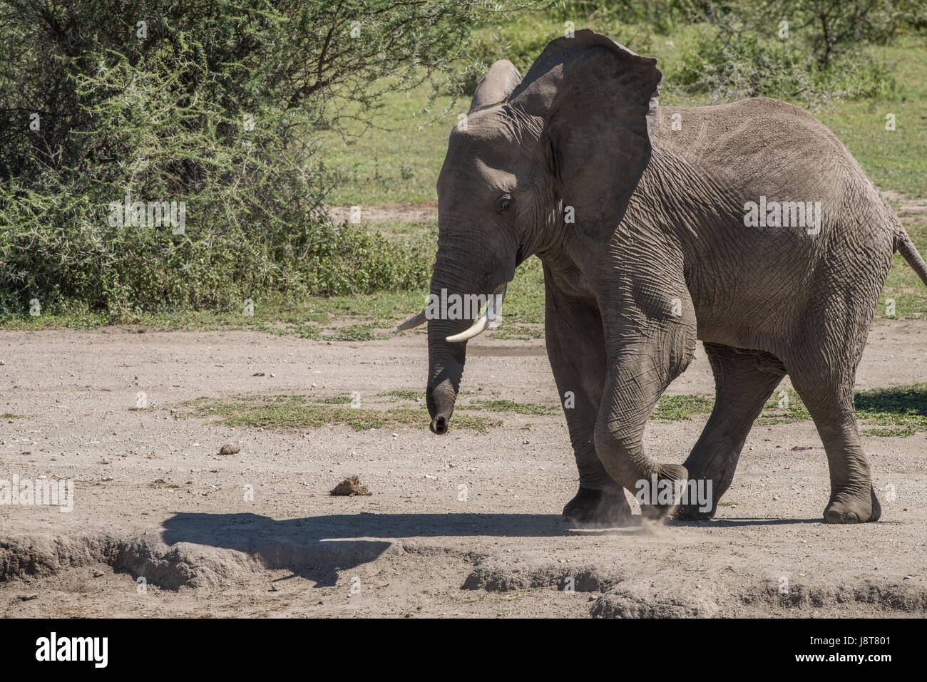 Walking african elephant hi-res stock photography and images - Alamy