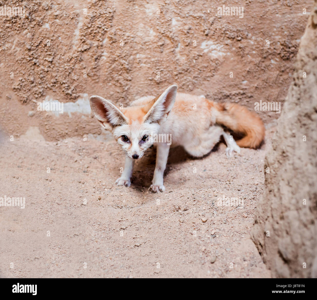 smallest Fennec fox in Sahara desert Stock Photo - Alamy
