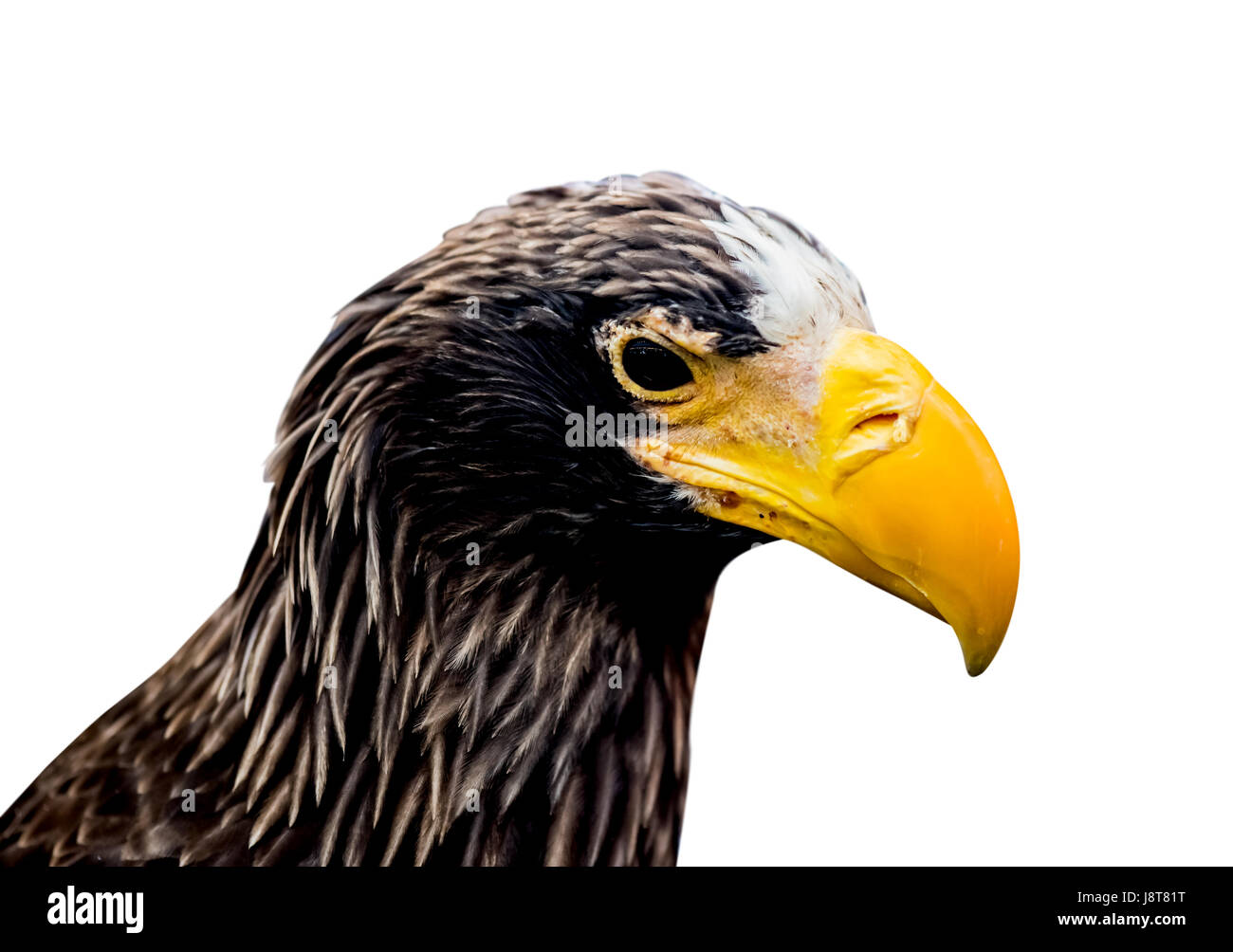 hawk, eagle isolated and path on white Stock Photo - Alamy