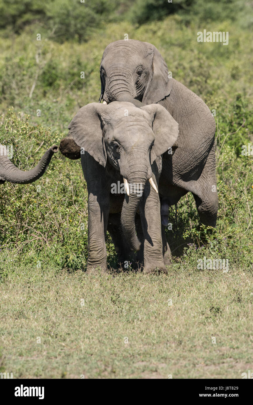 Elephants mating hi-res stock photography and images - Alamy