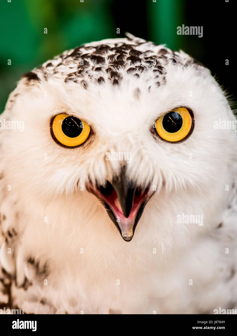 owl, night bird in the forest Stock Photo - Alamy