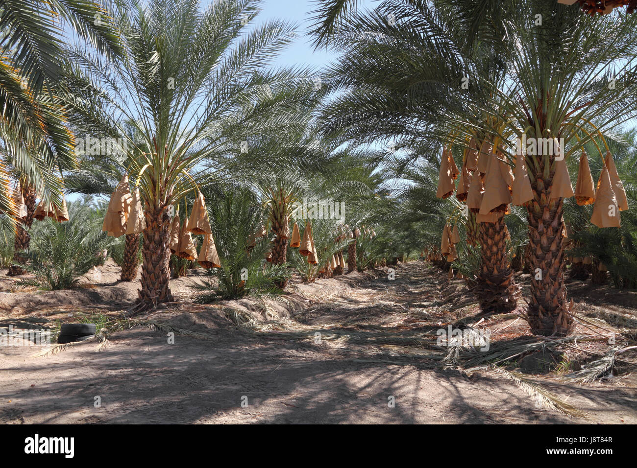 agriculture, farming, harvest, fruit, farm, dates, palm, orchard, date ...