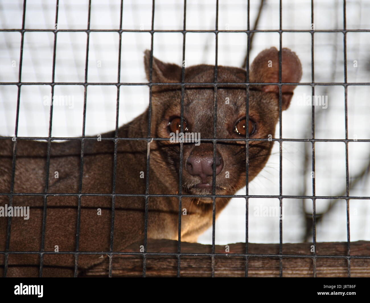 portrait, captivity, felinely, pussycat, cat, domestic cat, wait ...