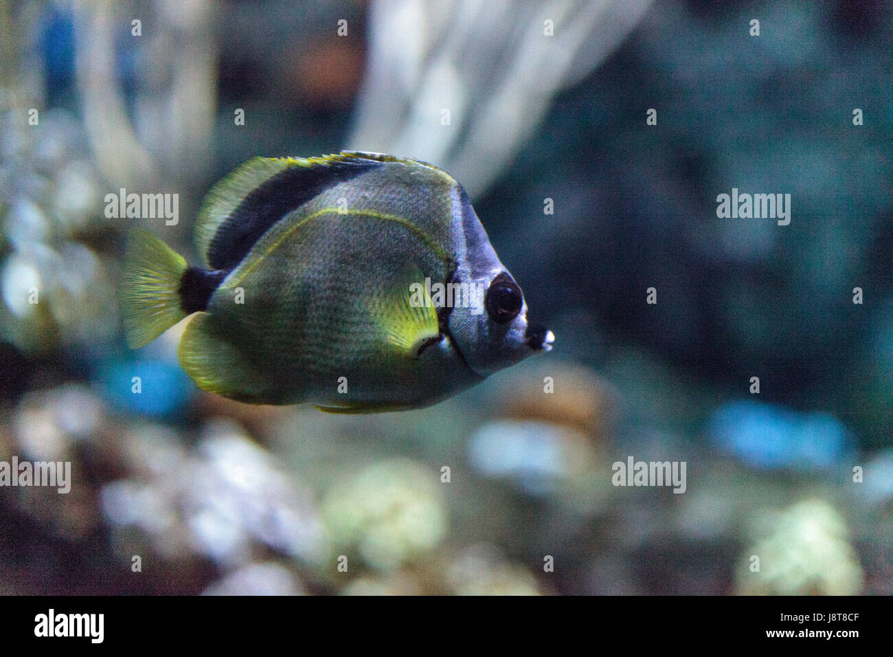 Barberfish Johnrandallia nigrirostris is also called the blacknosed ...