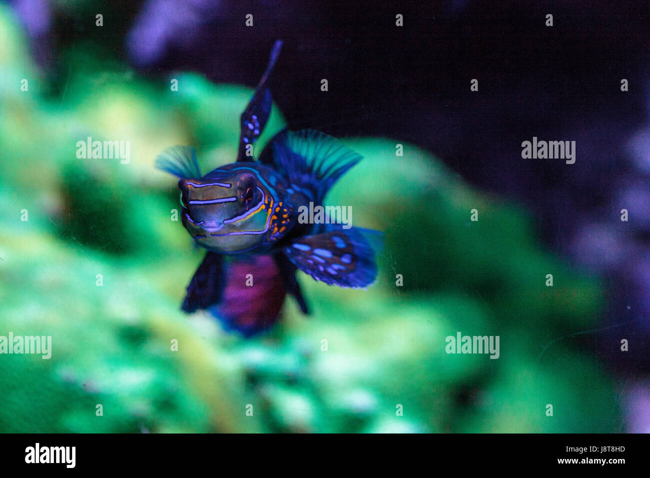 Mandarin goby is also called the Mandarin dragnet Synchiropus ...