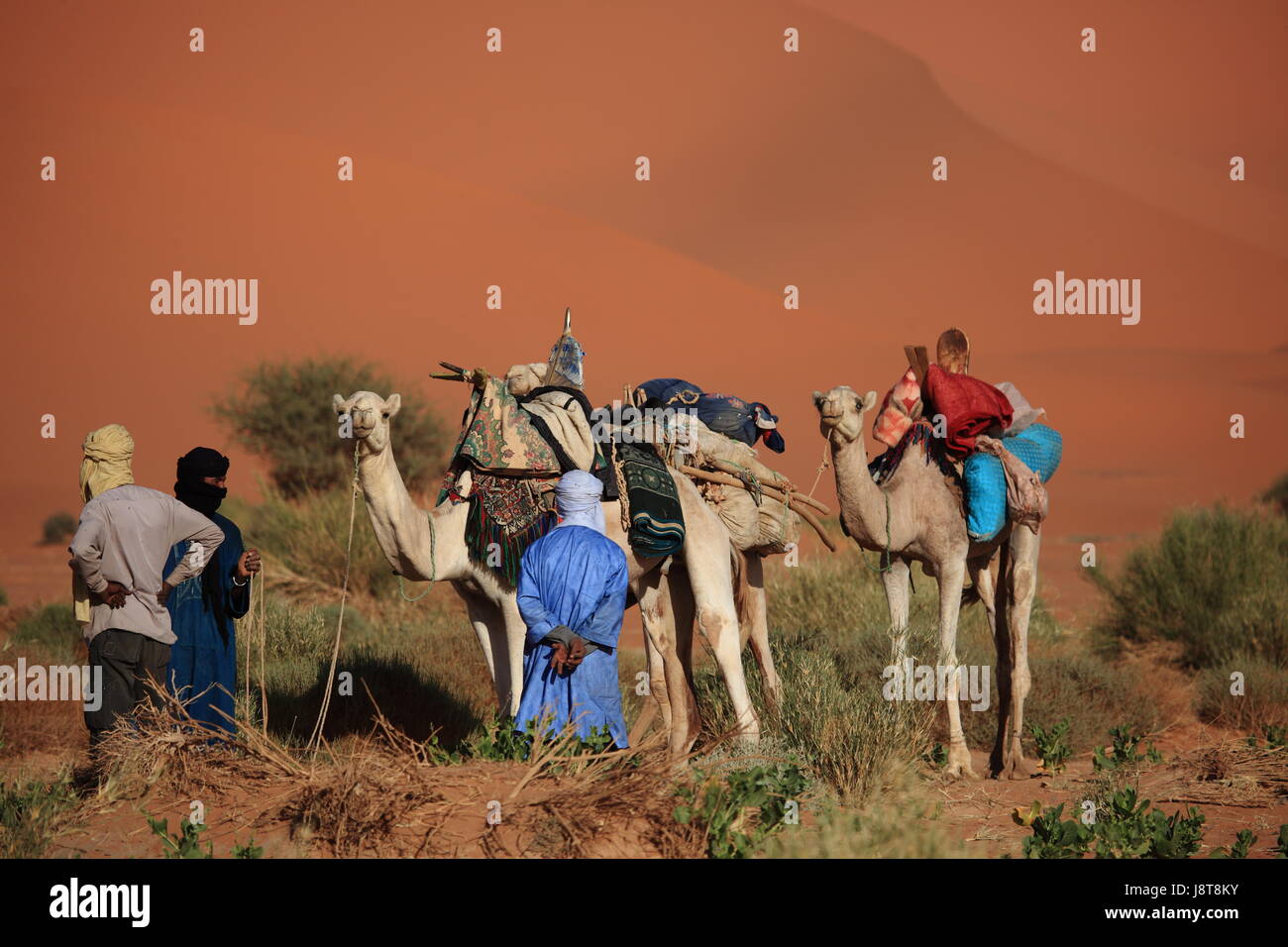 Tuaregs her camels hi-res stock photography and images - Alamy
