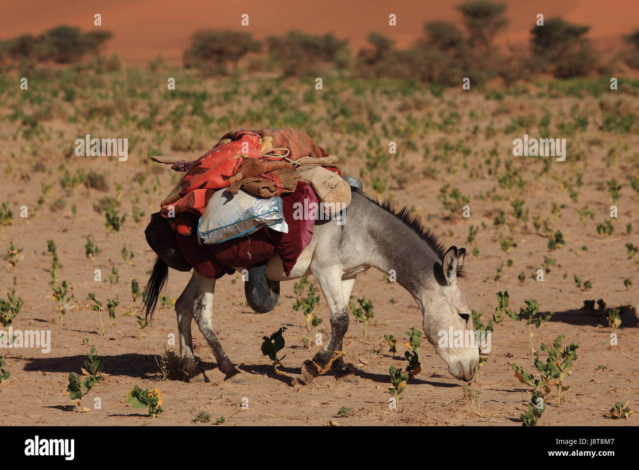 Goats Tree Donkey High Resolution Stock Photography and Images - Alamy
