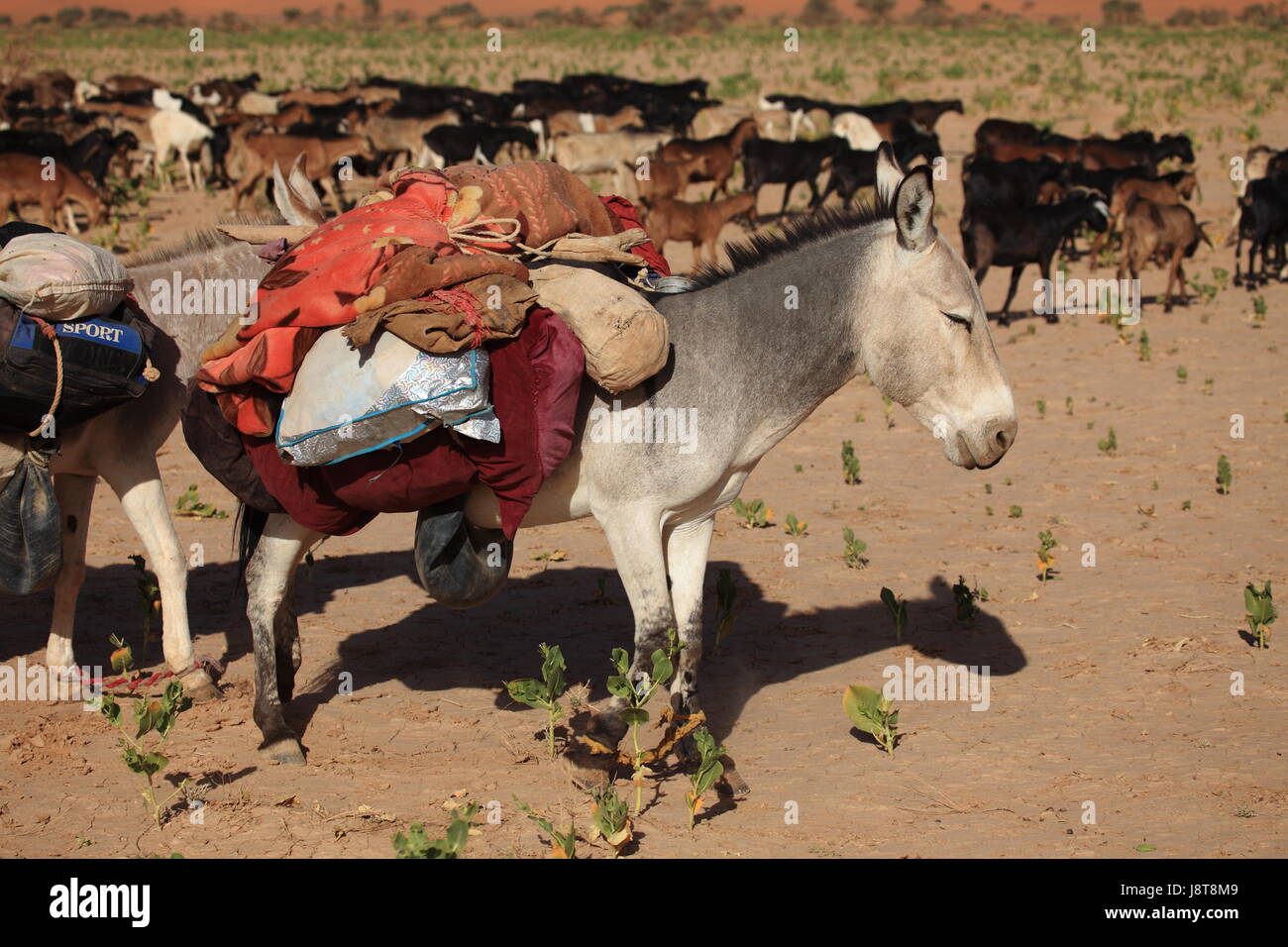goat, camel, goats, nomad, camels, algeria, blue, desert, wasteland ...