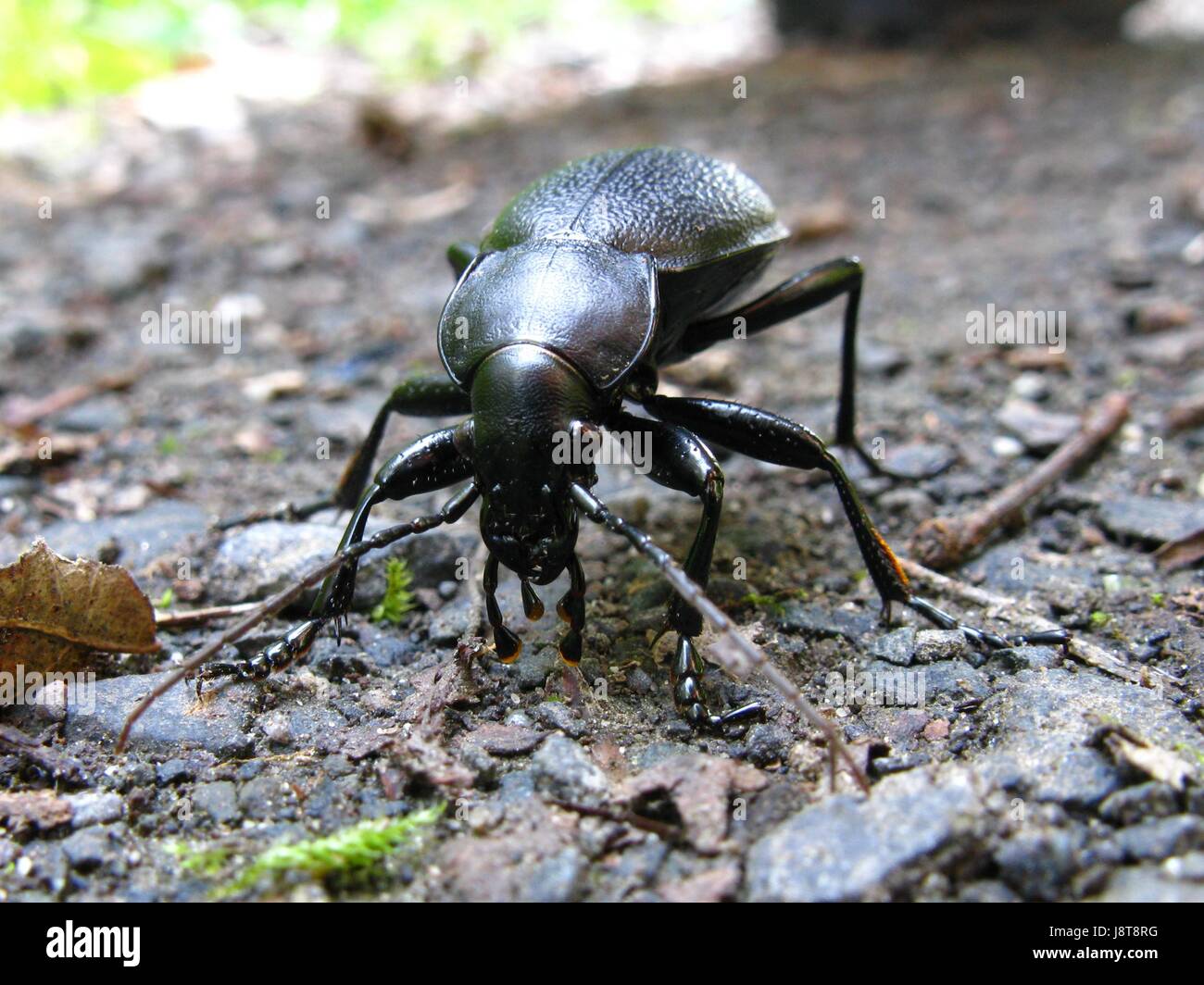 leather beetle 2 Stock Photo - Alamy