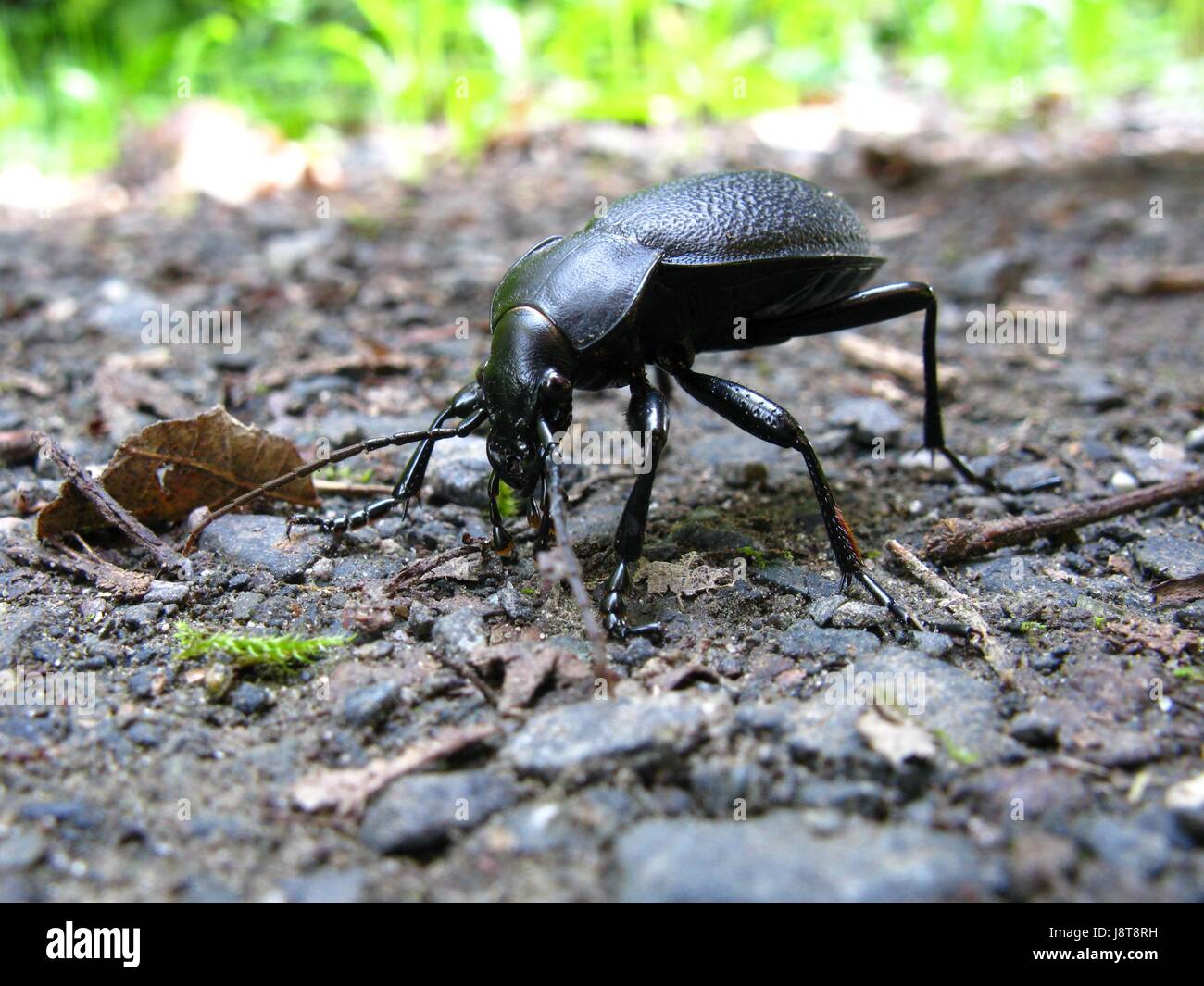 leather beetle 1 Stock Photo - Alamy