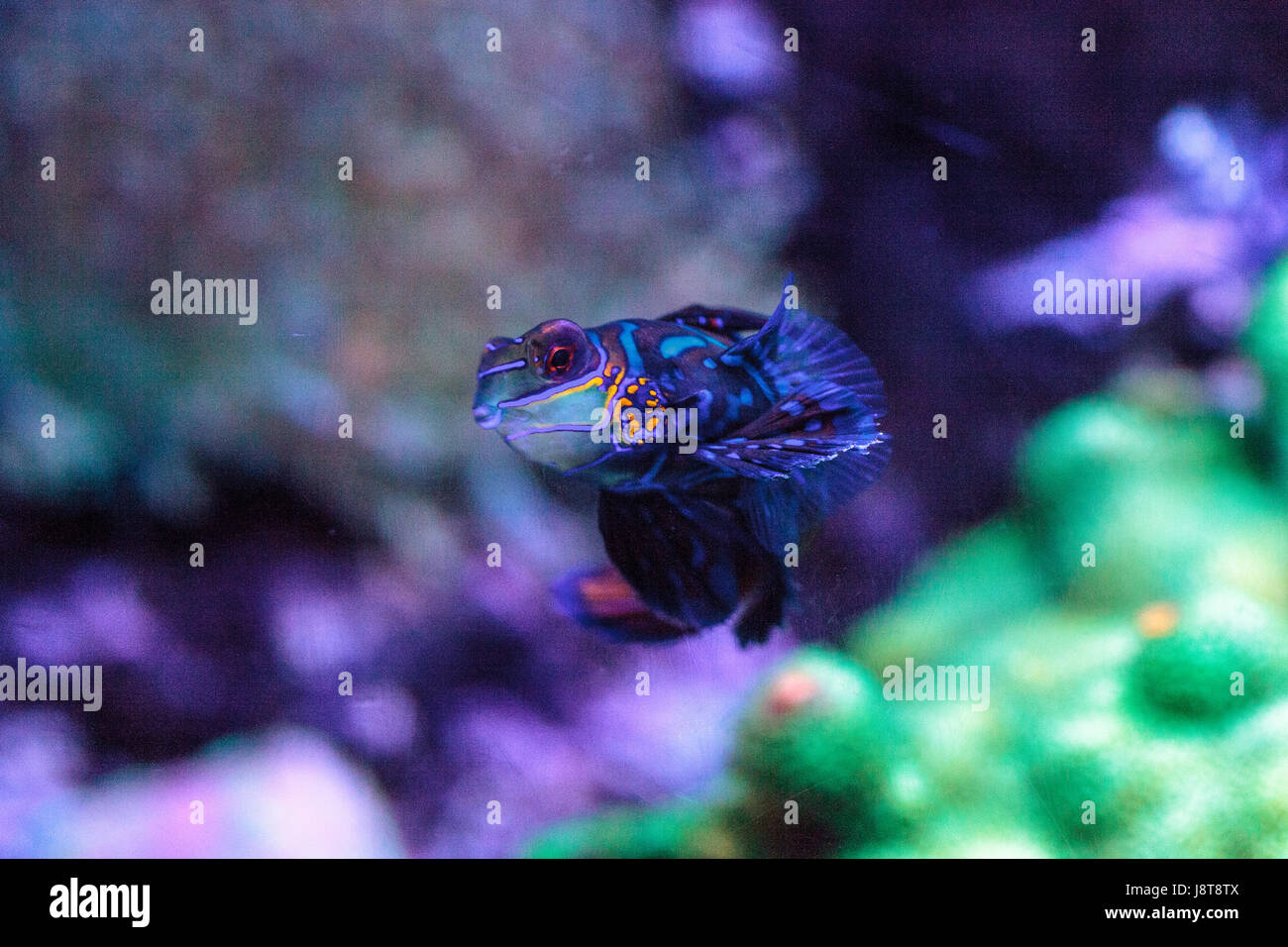Mandarin goby is also called the Mandarin dragnet Synchiropus ...