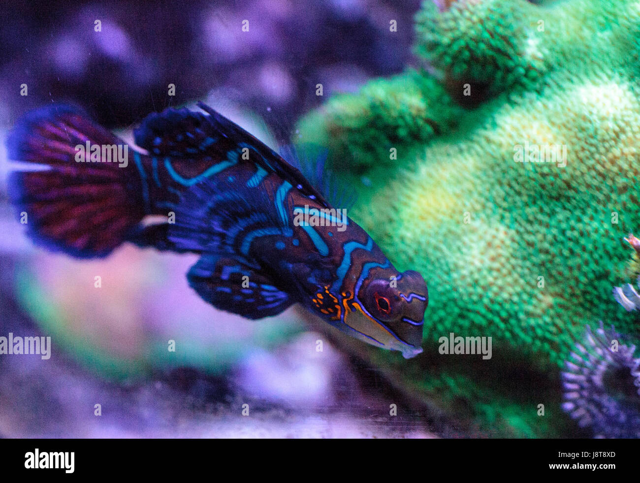 Mandarin goby is also called the Mandarin dragnet Synchiropus ...