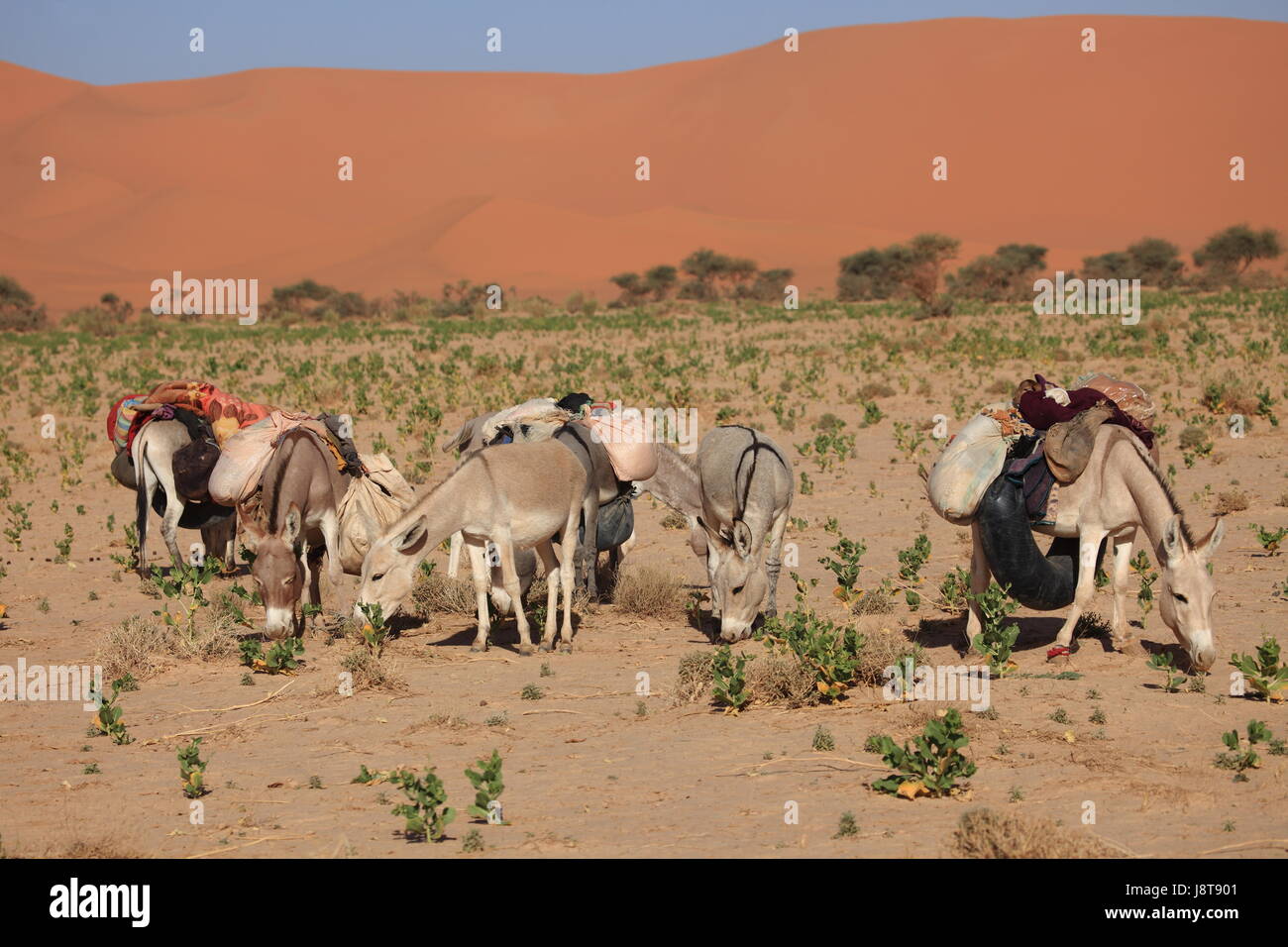 Goats Tree Donkey High Resolution Stock Photography and Images - Alamy