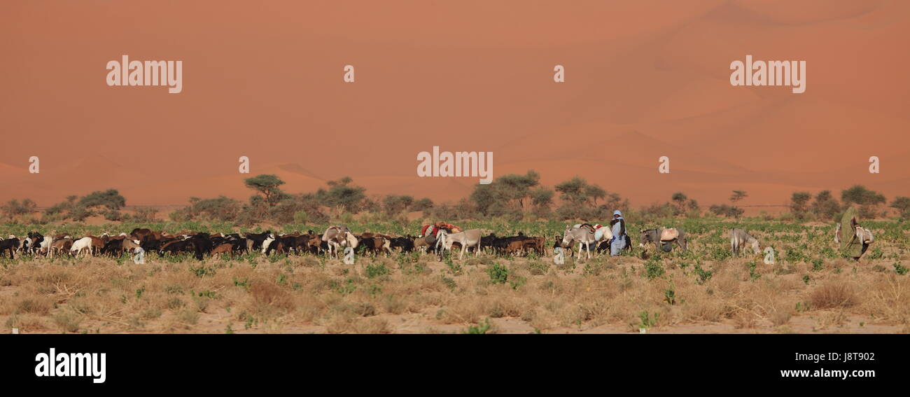 goat, camel, goats, nomad, camels, algeria, blue, desert, wasteland ...