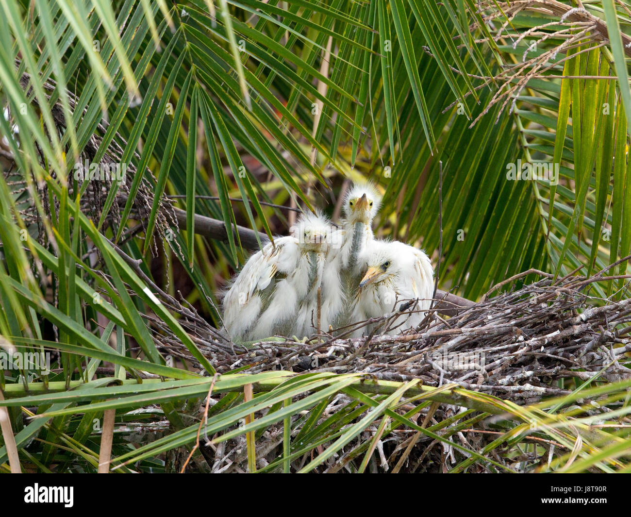 Chicks in nest hi-res stock photography and images - Alamy