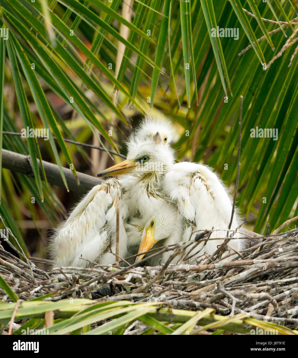 Snowy Egret Chicks in Nest Stock Photo - Alamy
