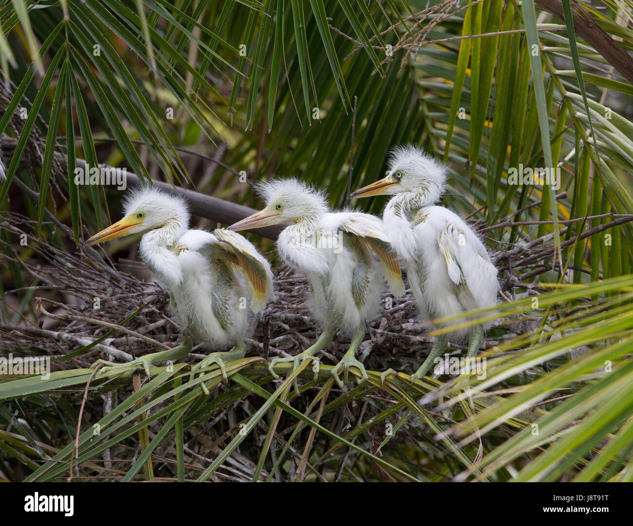 Snowy Egret Chicks in Nest Stock Photo - Alamy