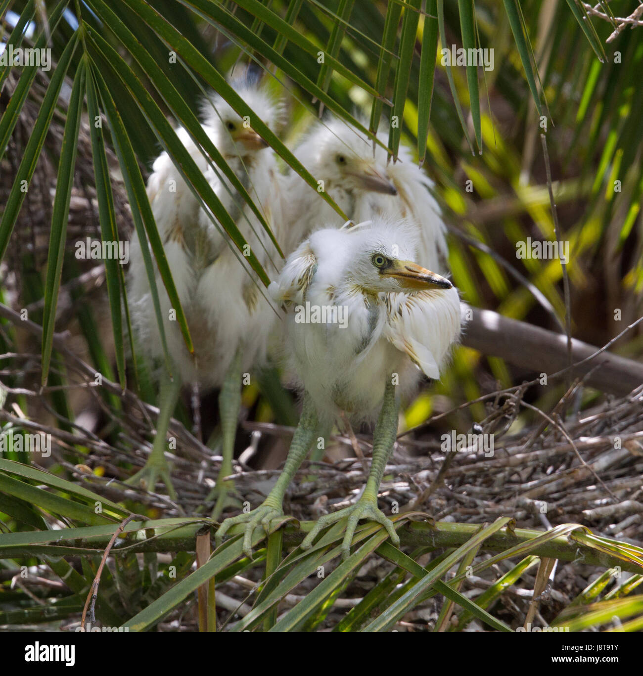 Snowy Egret Chicks in Nest Stock Photo - Alamy