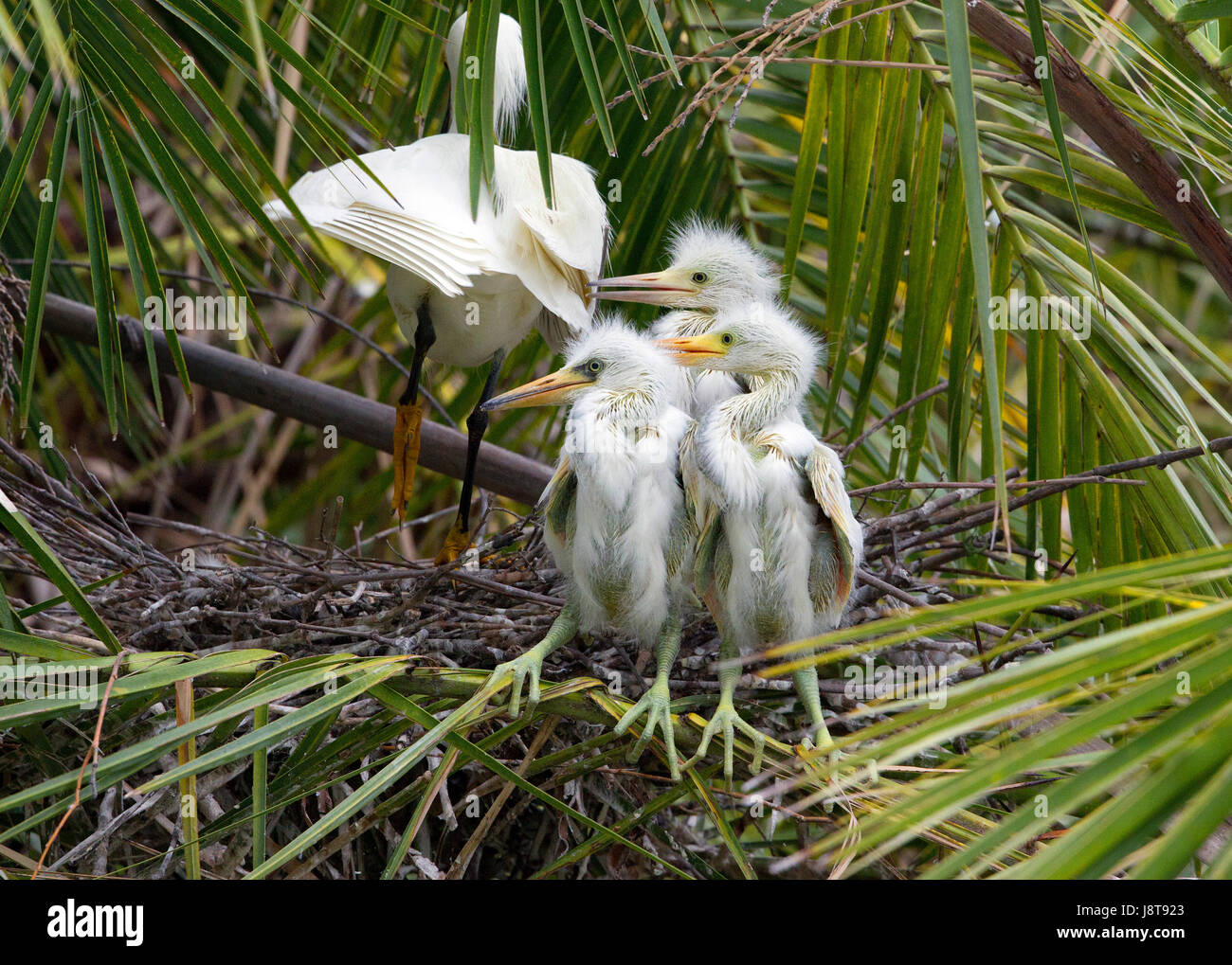 Snowy Egret Chicks in Nest Stock Photo - Alamy