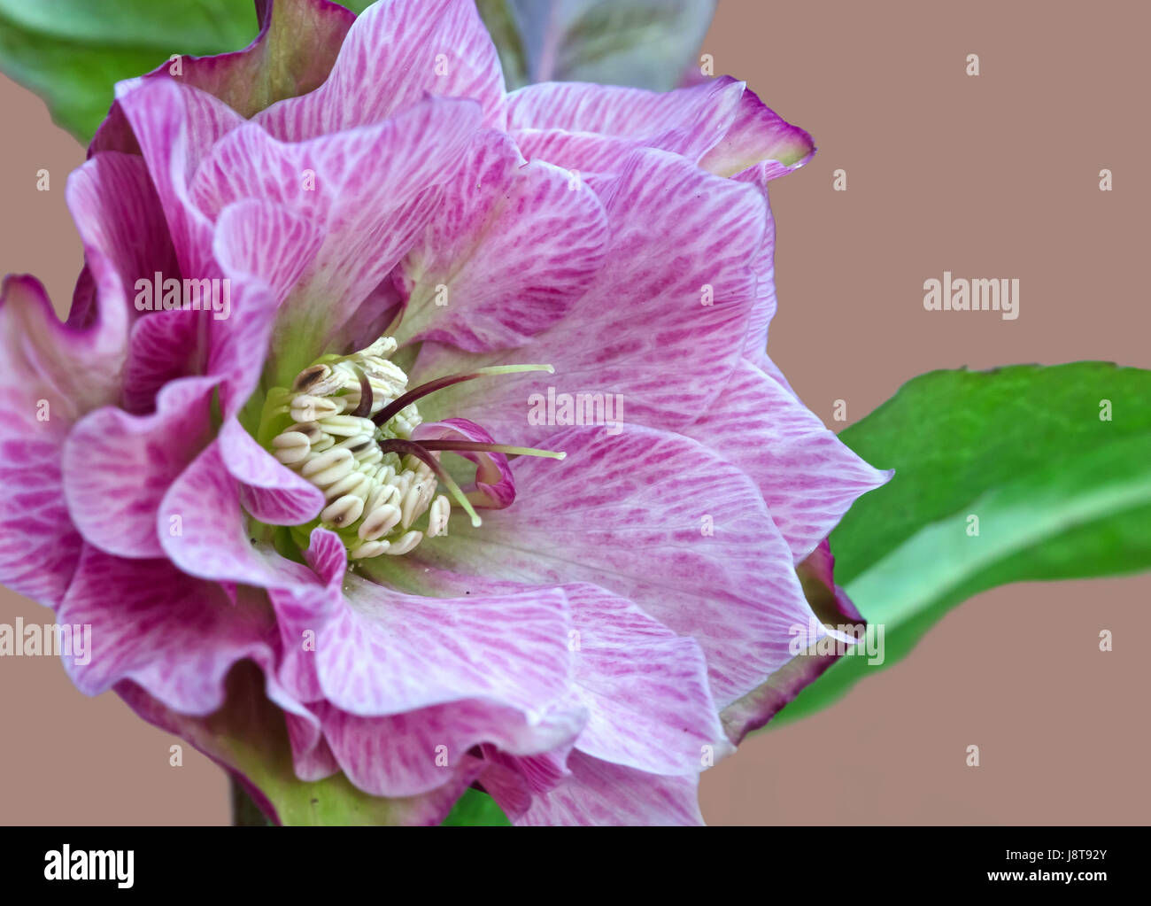 helleborus orientalis red double ellen bright Stock Photo - Alamy