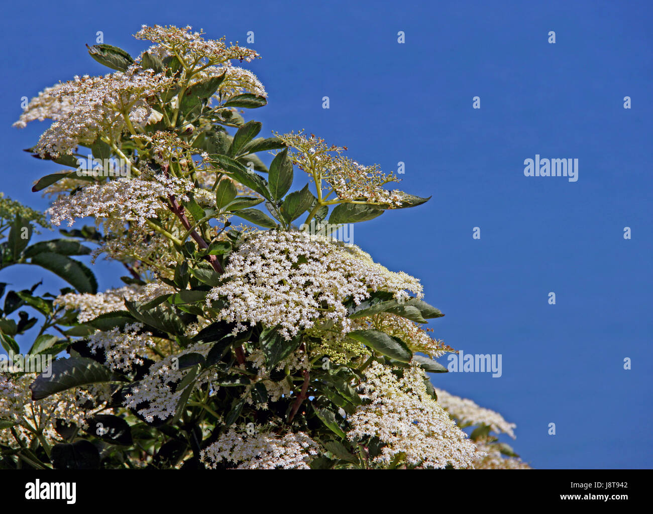 elder, black, swarthy, jetblack, deep black, blossoms, branch, shrub ...