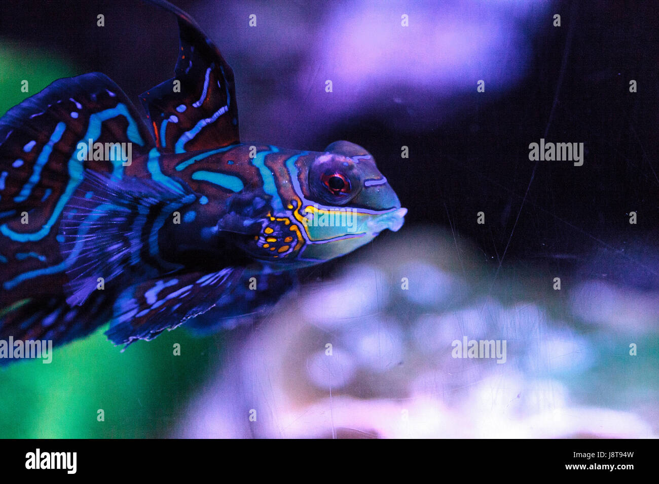 Mandarin goby is also called the Mandarin dragnet Synchiropus ...
