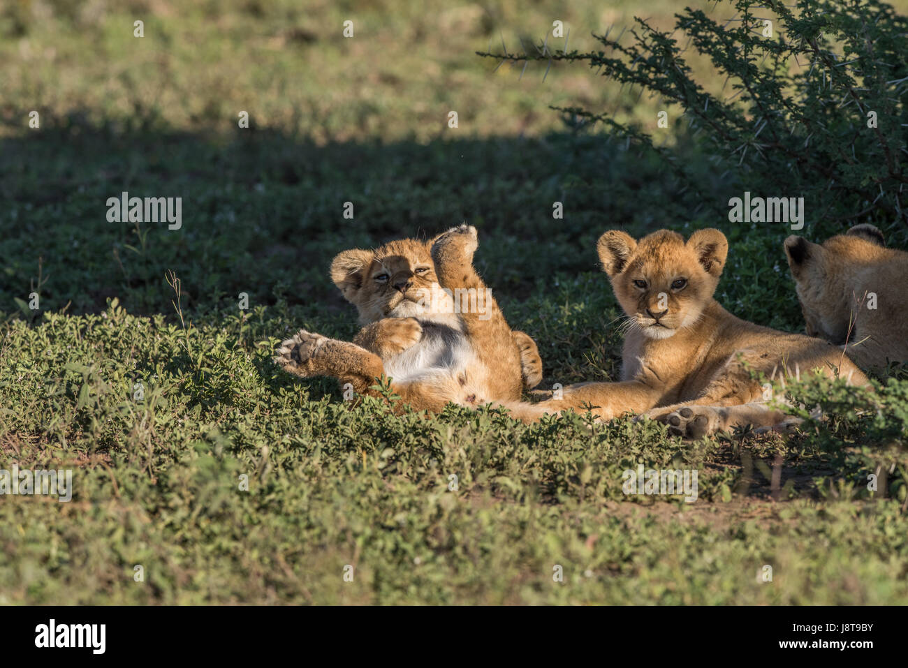 Lion cub, Ndutu, Tanzania Stock Photo - Alamy