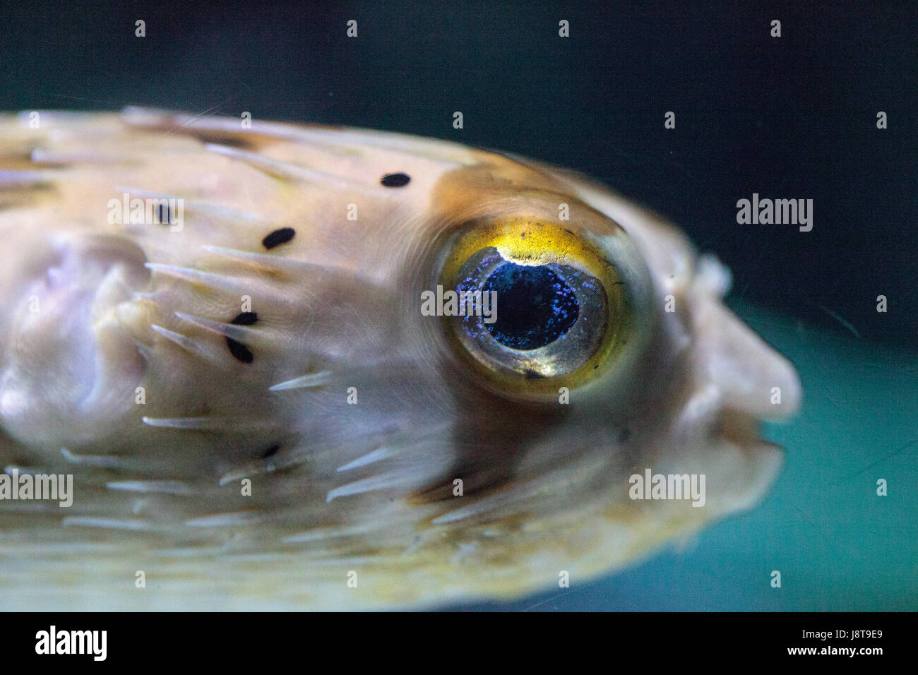 Spiny puffer diodon holocanthus hi-res stock photography and images - Alamy