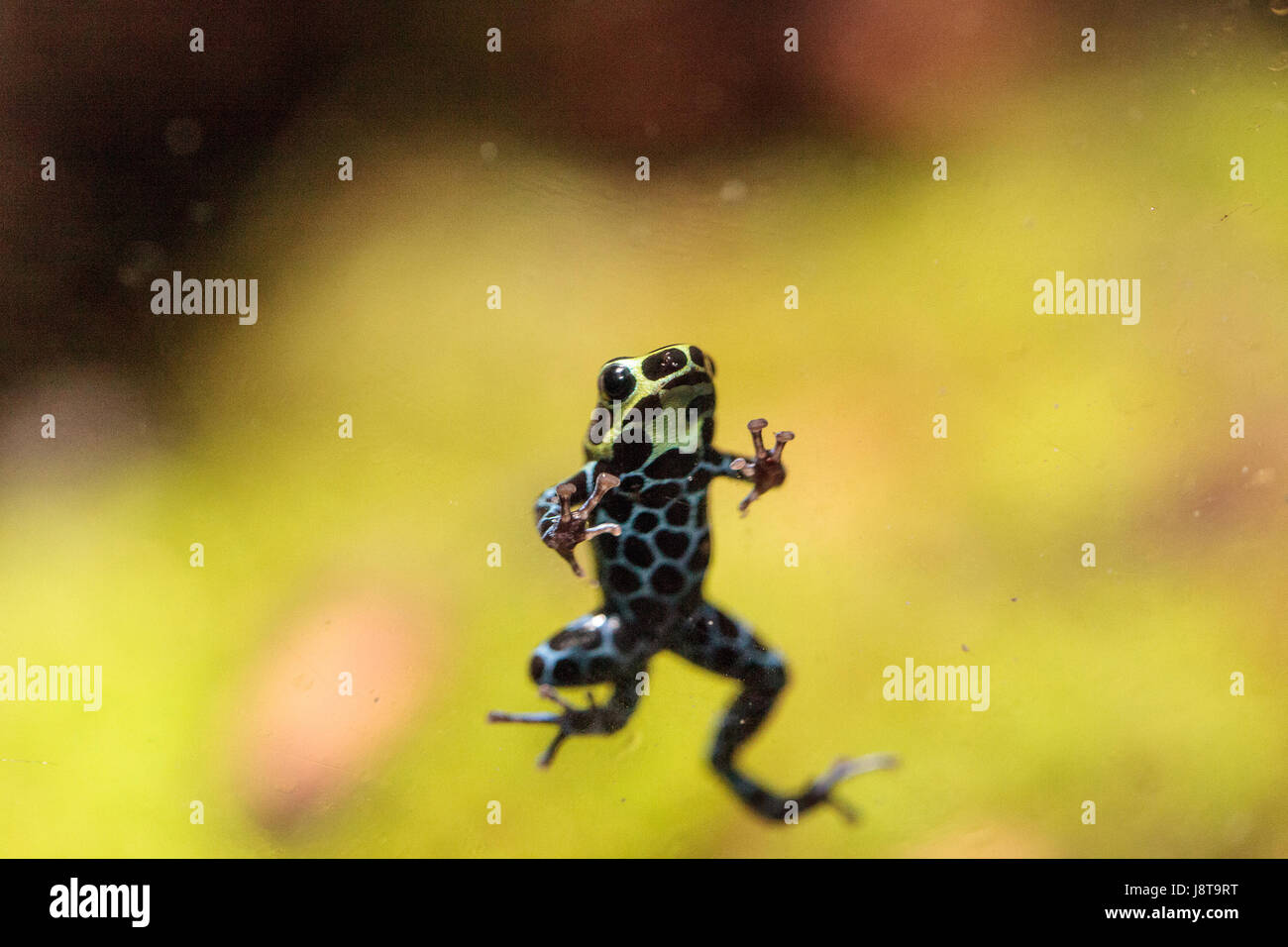 Zimmermanns poison frog hi-res stock photography and images - Alamy