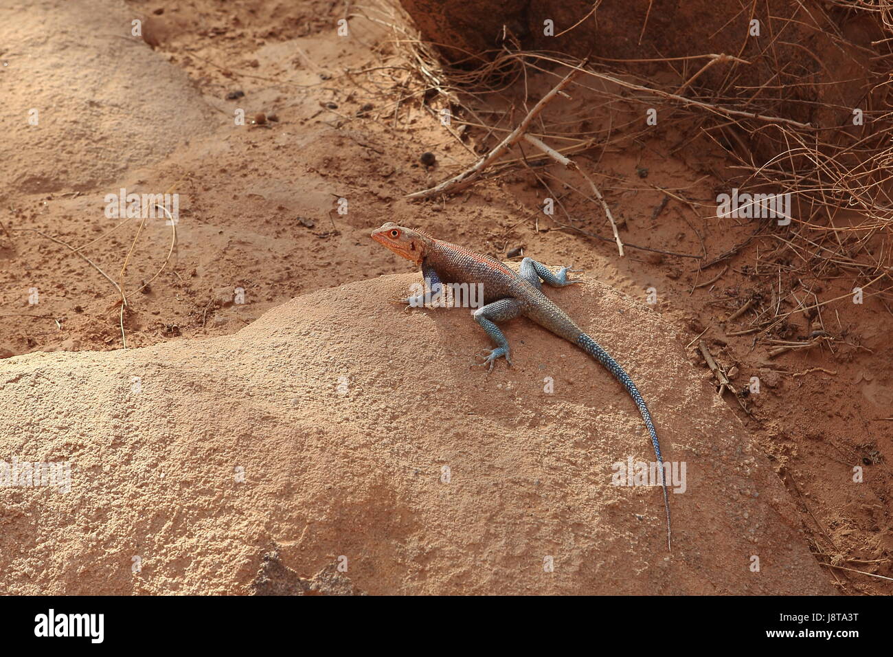 reptile, africa, lizard, saurian, reptiles, macro, close-up, macro ...