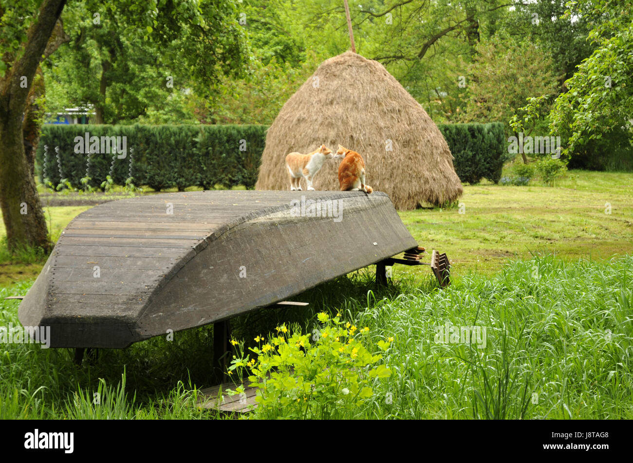boat, rick, haystack, pussycat, cat, domestic cat, spreewald, fodder ...