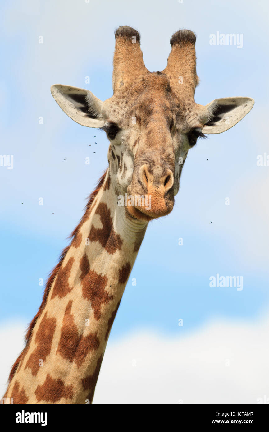 animal, mammal, long, giraffe, spot, spots, firmament, sky, neck ...