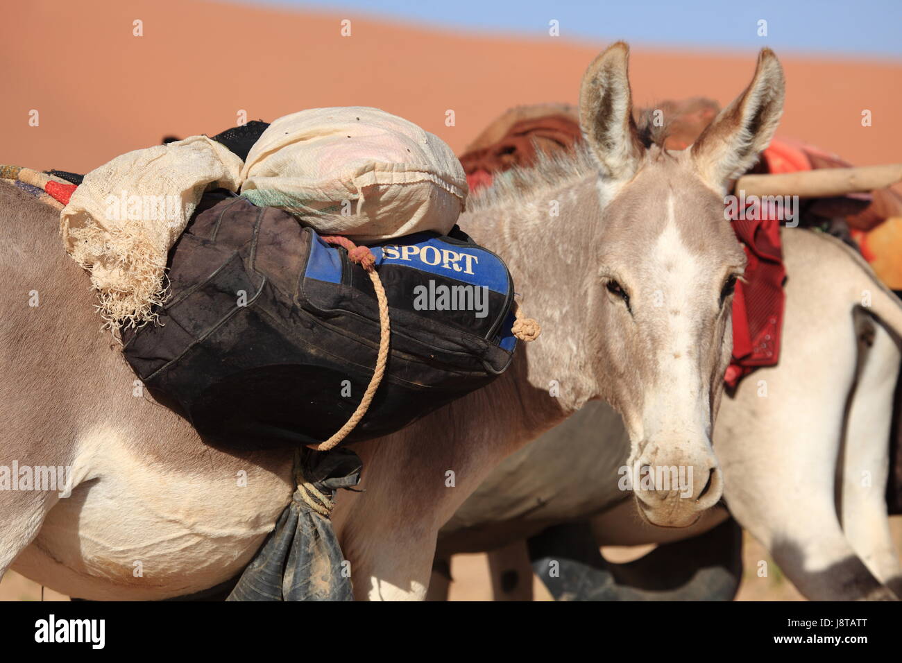 goat, camel, goats, nomad, camels, algeria, blue, desert, wasteland ...