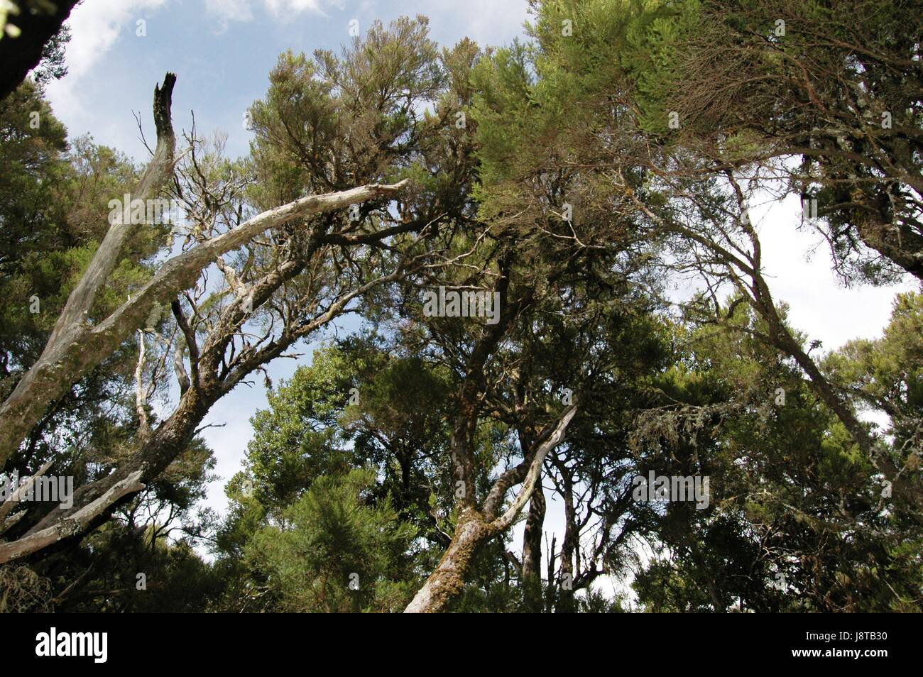 Azores laurel hi-res stock photography and images - Alamy