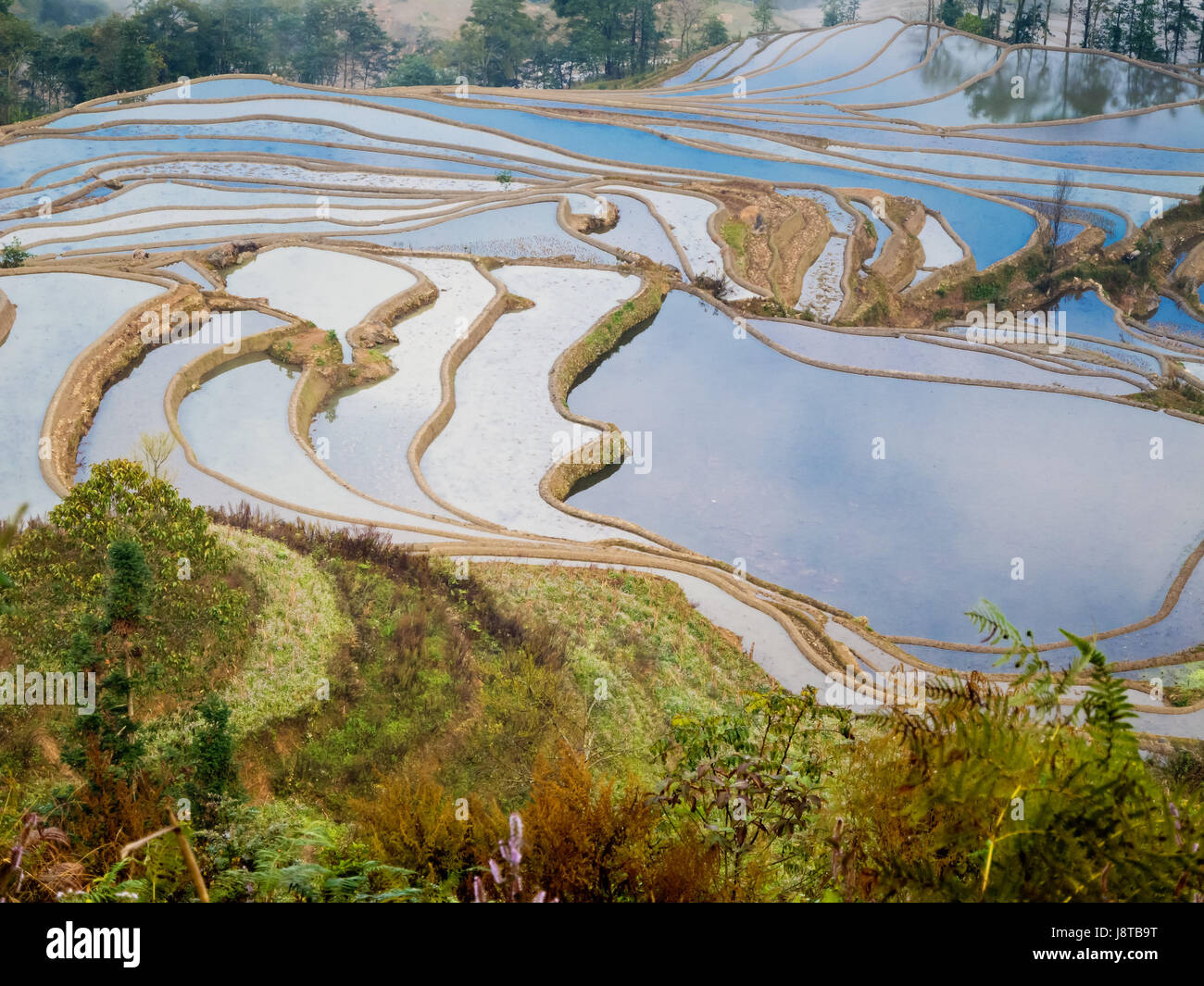 paddy field, china, culture, asia, agriculture, farming, paddy field ...
