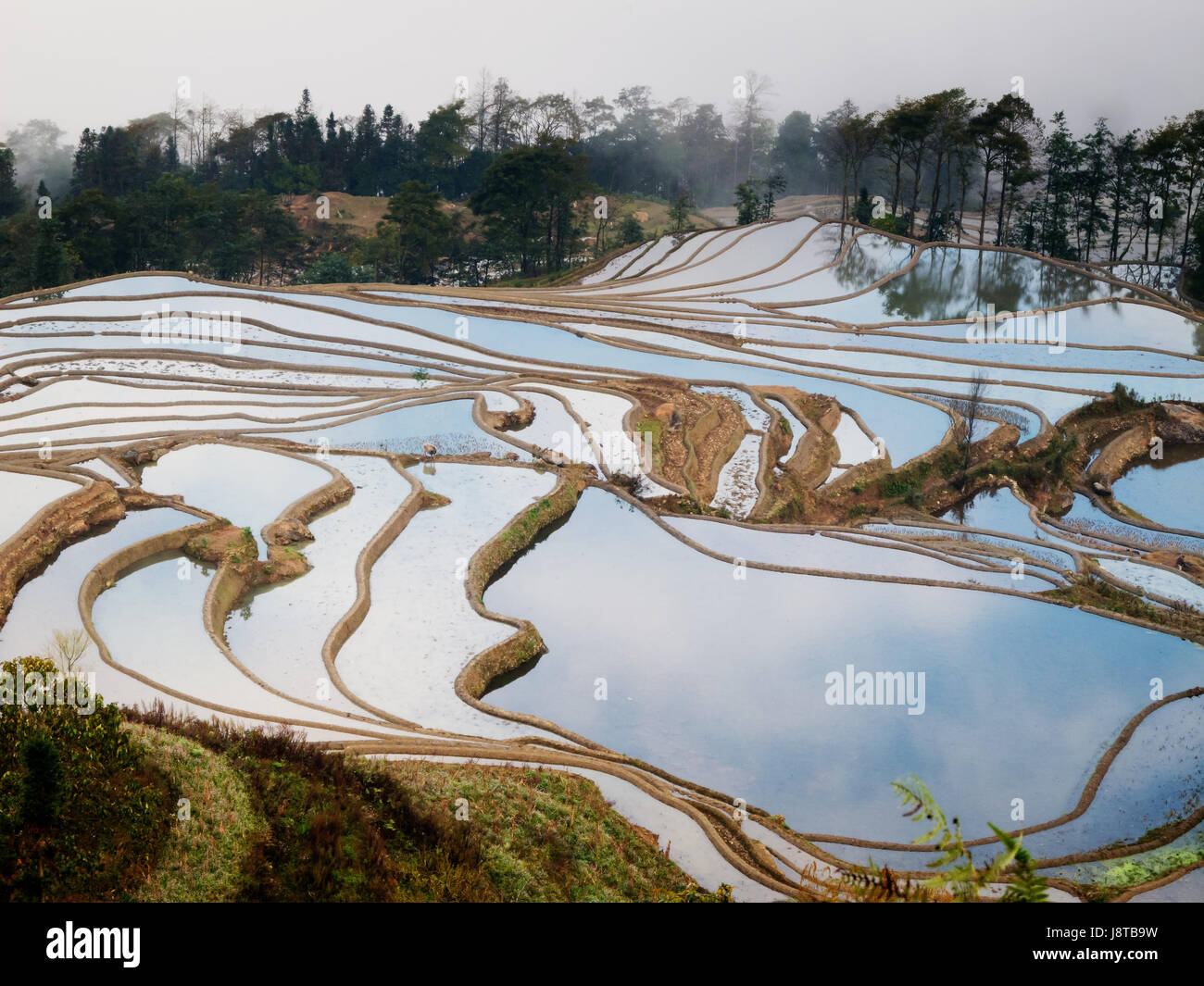 paddy field, china, culture, asia, agriculture, farming, paddy field ...