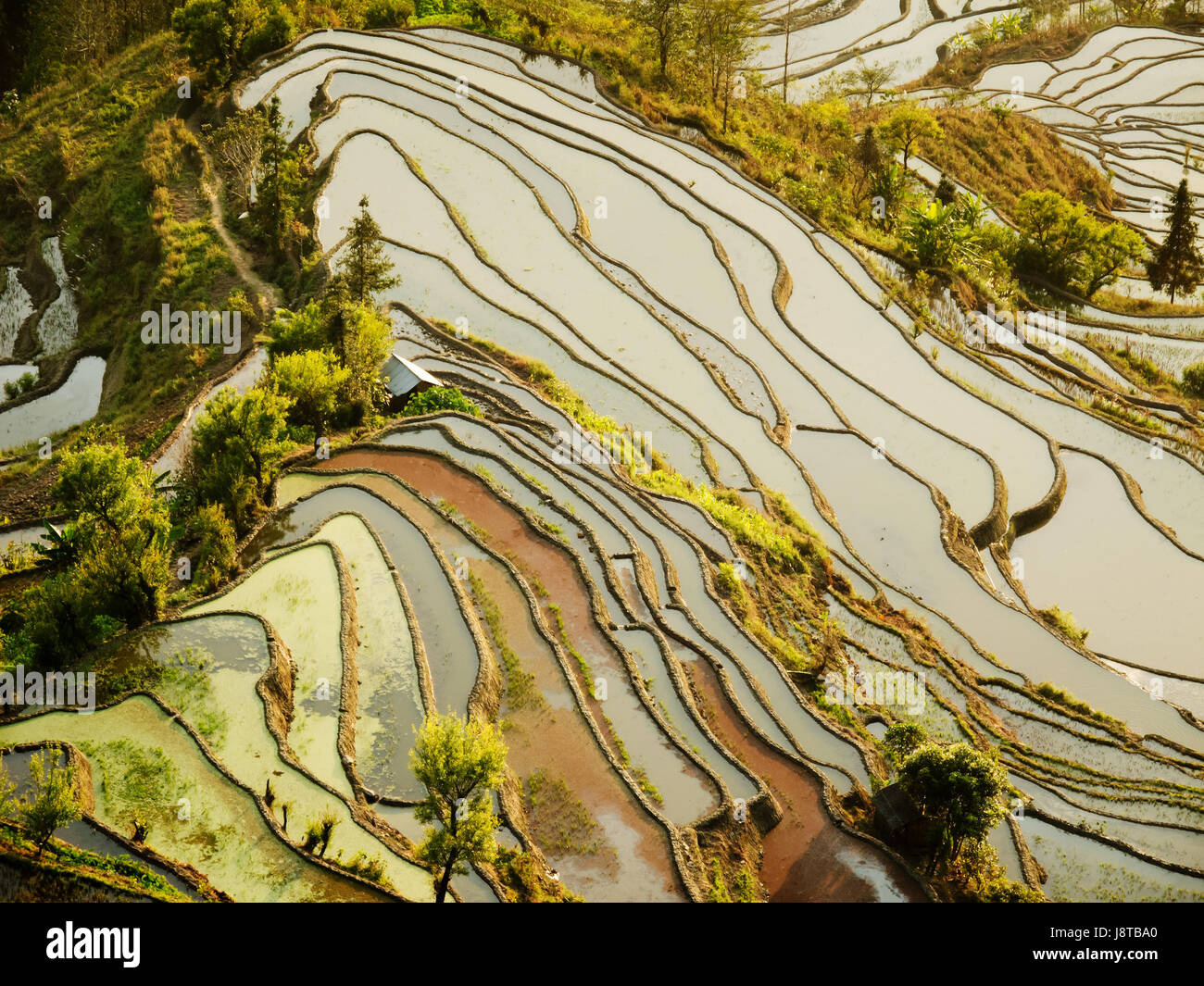 paddy field, china, culture, asia, agriculture, farming, paddy field ...