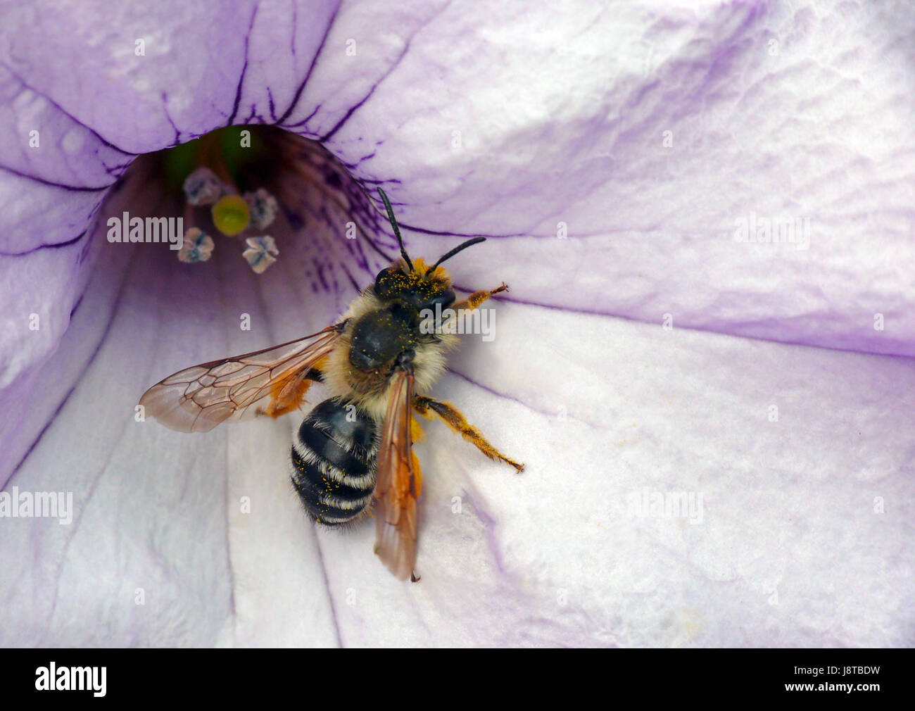 pollen, insect, bee, insect, flower, plant, bloom, blossom, flourish ...