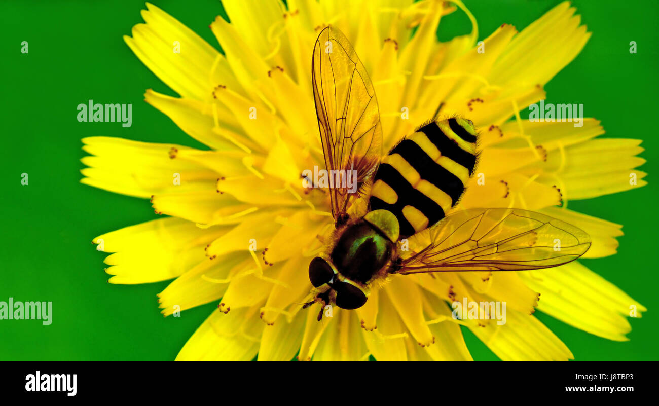 yellow, insect, black, swarthy, jetblack, deep black, wing, fly, yellow ...