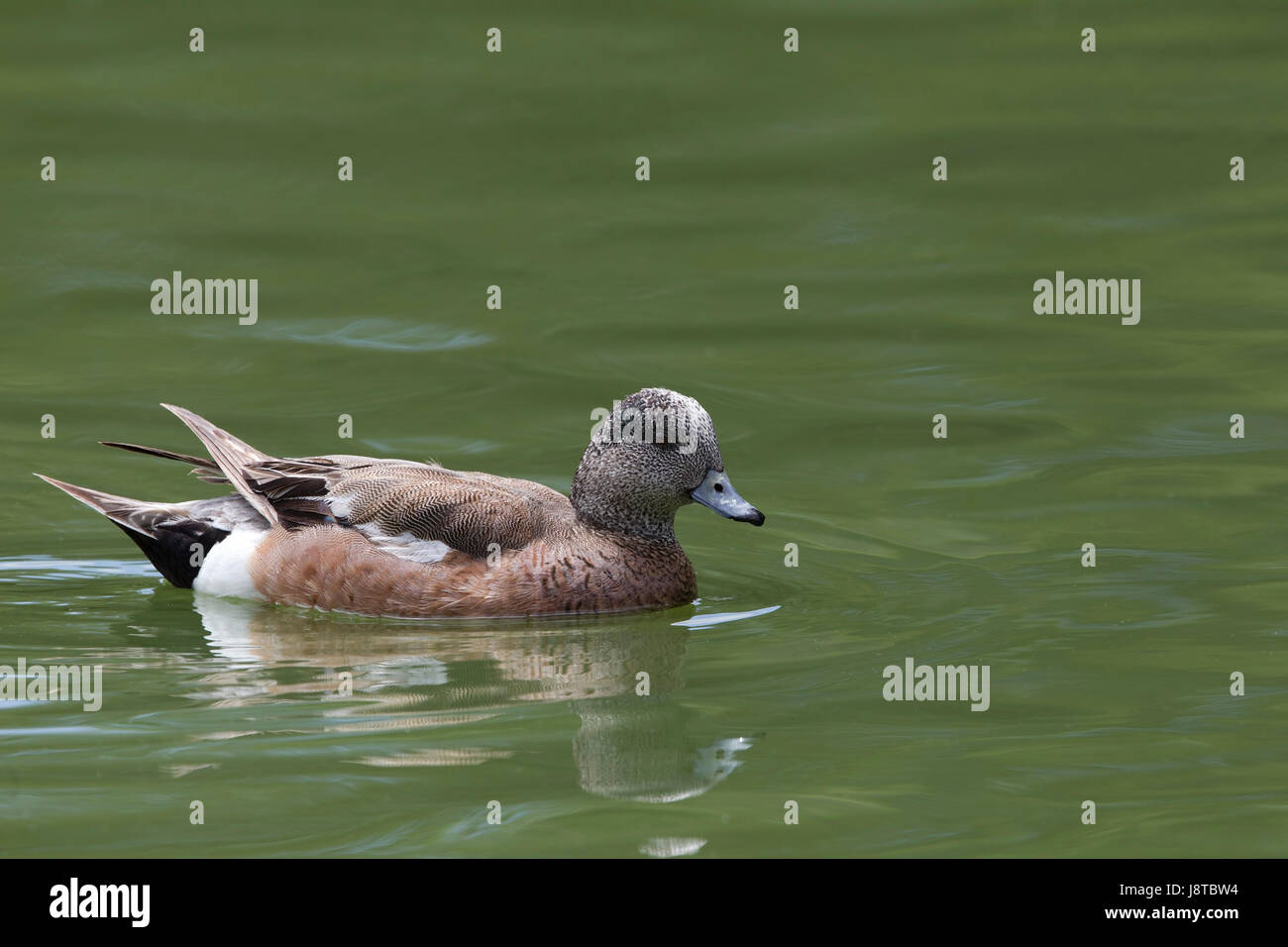 American Wigeon Drake Stock Photo - Alamy