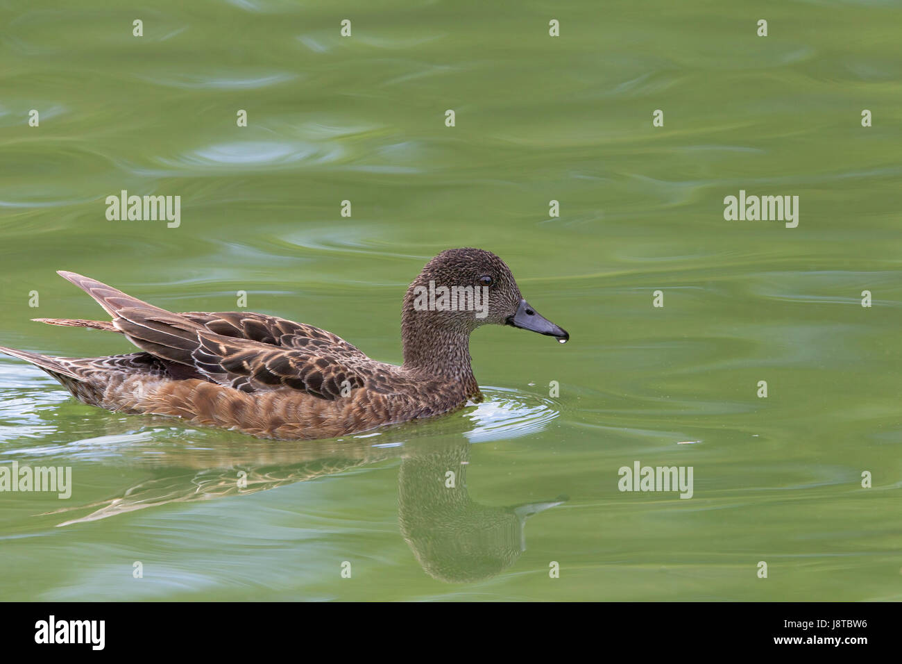 American Wigeon Hen Stock Photo - Alamy